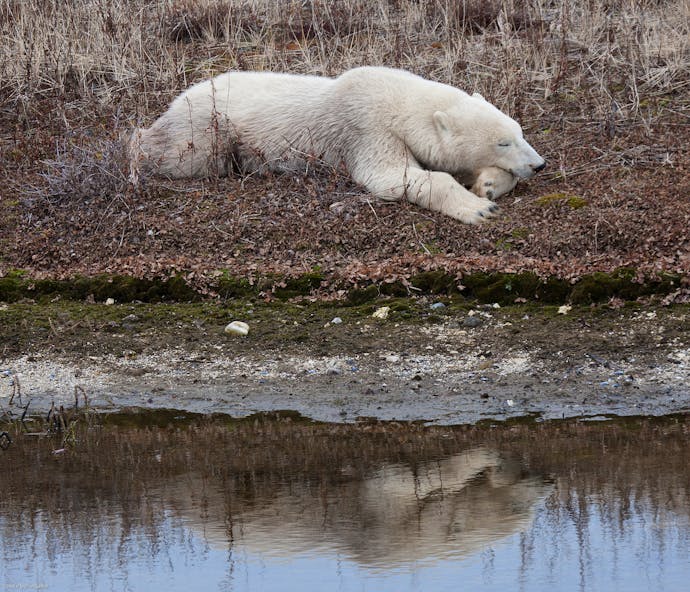 Polar Bears Affected by Climate Change | Defenders of Wildlife